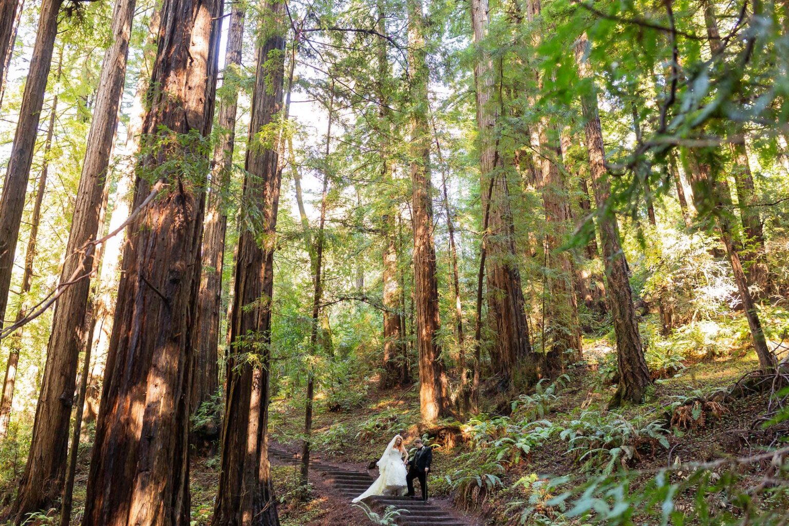 18 Best Redwood Forest Wedding Venues - CA Redwood Venues